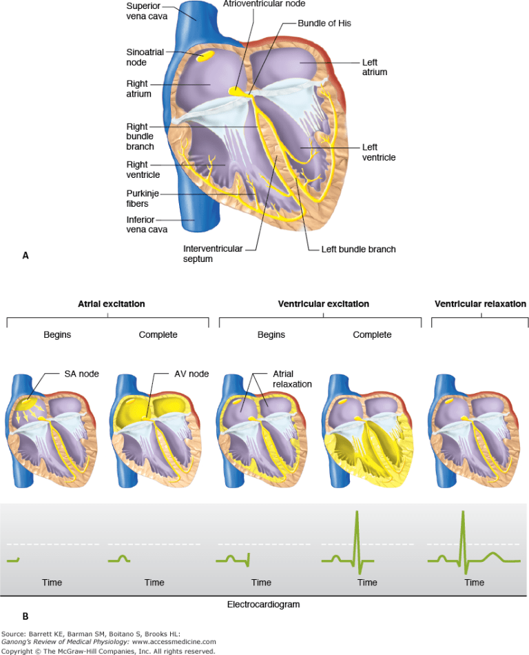 The Basics of ECG – Physical Therapy Reviewer